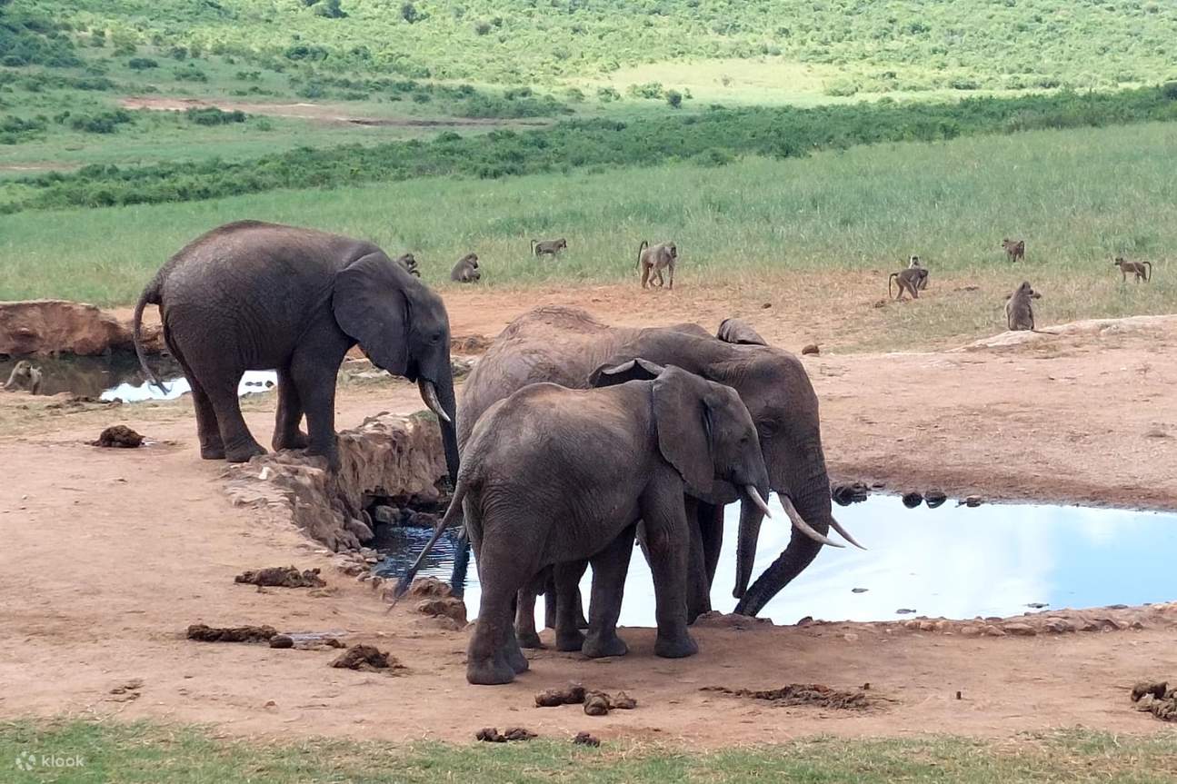 Nairobi National Park Day Tour in Nairobi - Klook