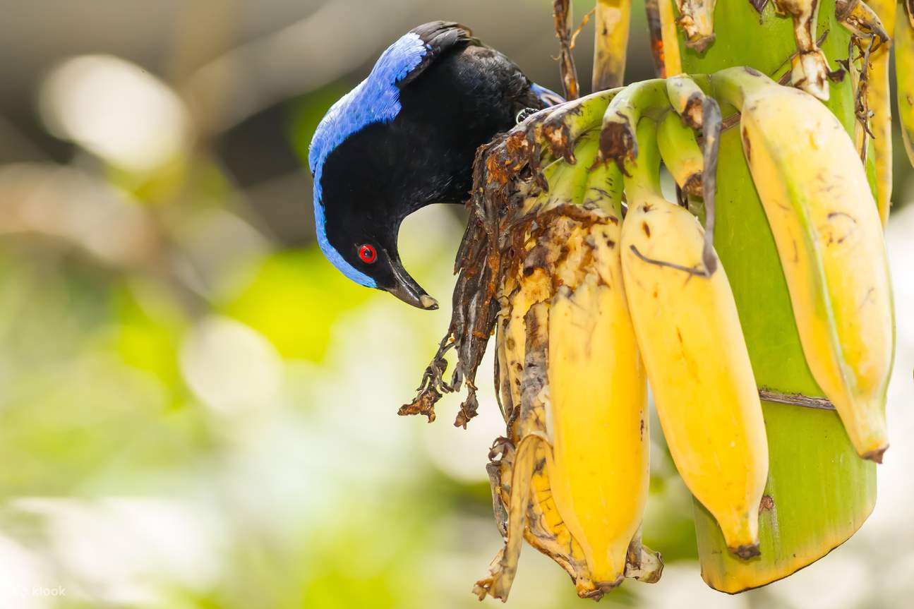 Bondla Wildlife Sanctuary Bird Trip - Klook