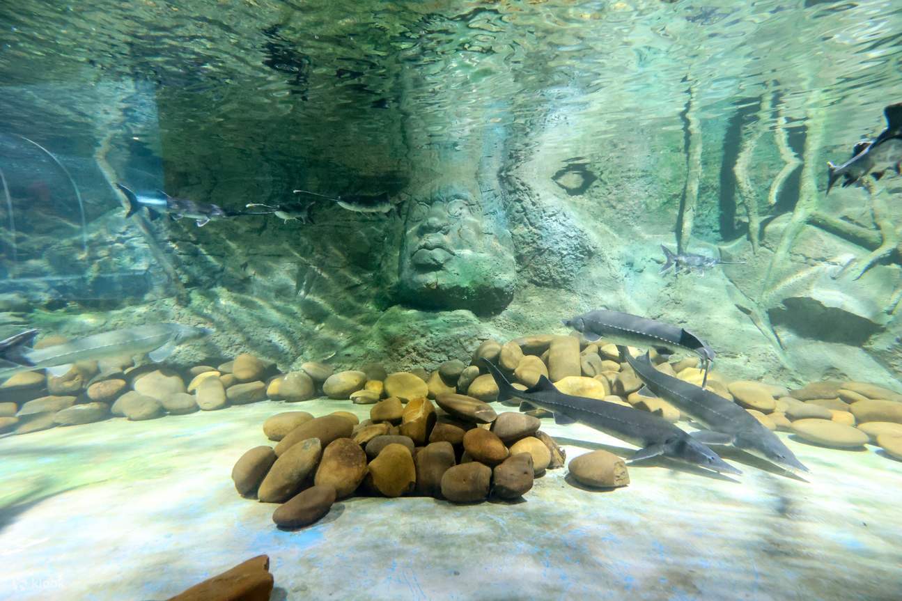 Tickets for Shenzhen Mission Hills Ocean World - Klook