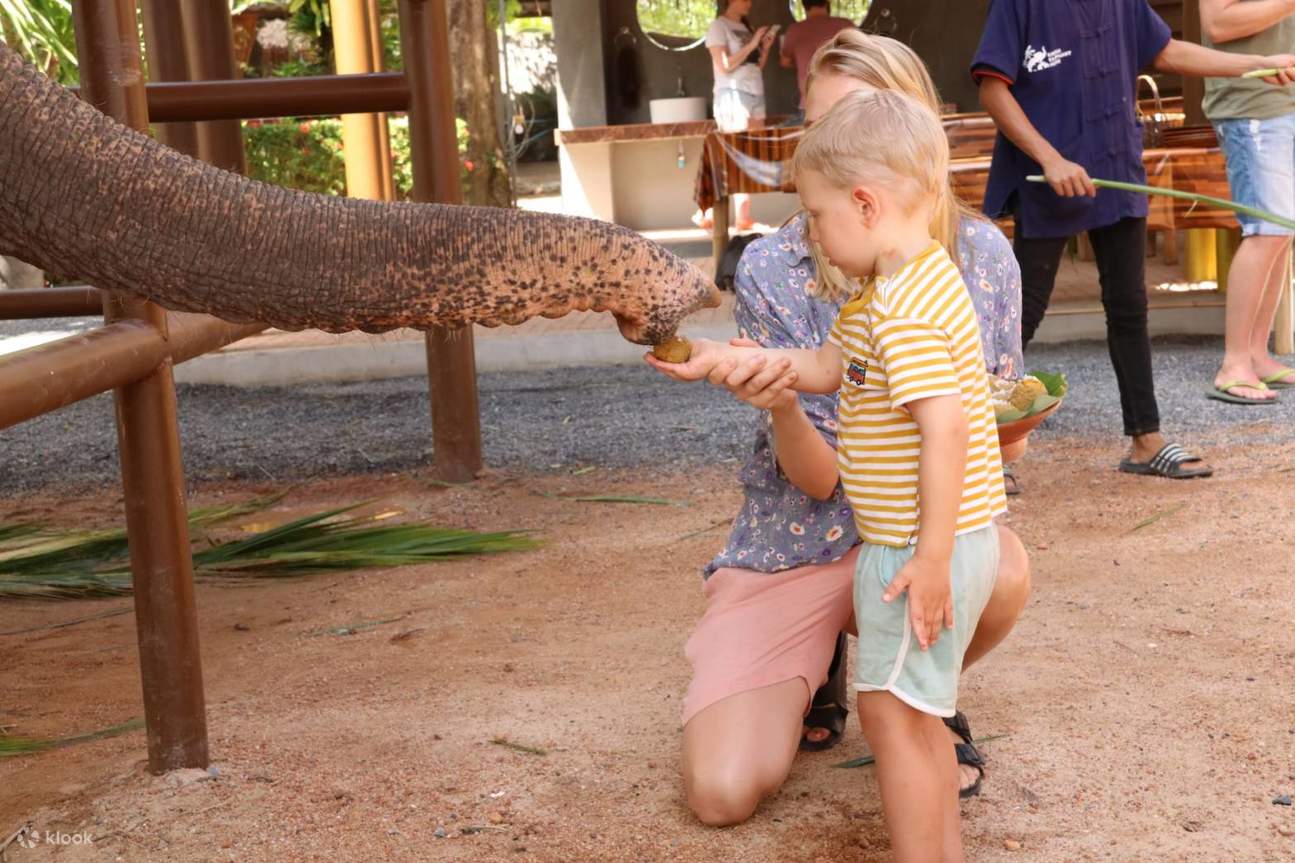 Elephant Feeding Experience in Samui - Klook Australia