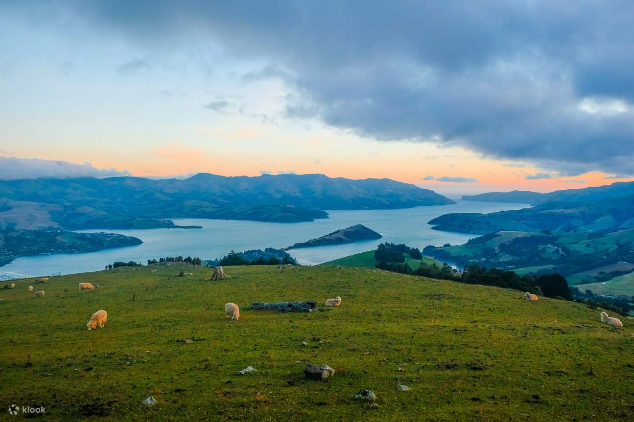 Croisière nature dans le port des dauphins d'Akaroa - Klook États-Unis