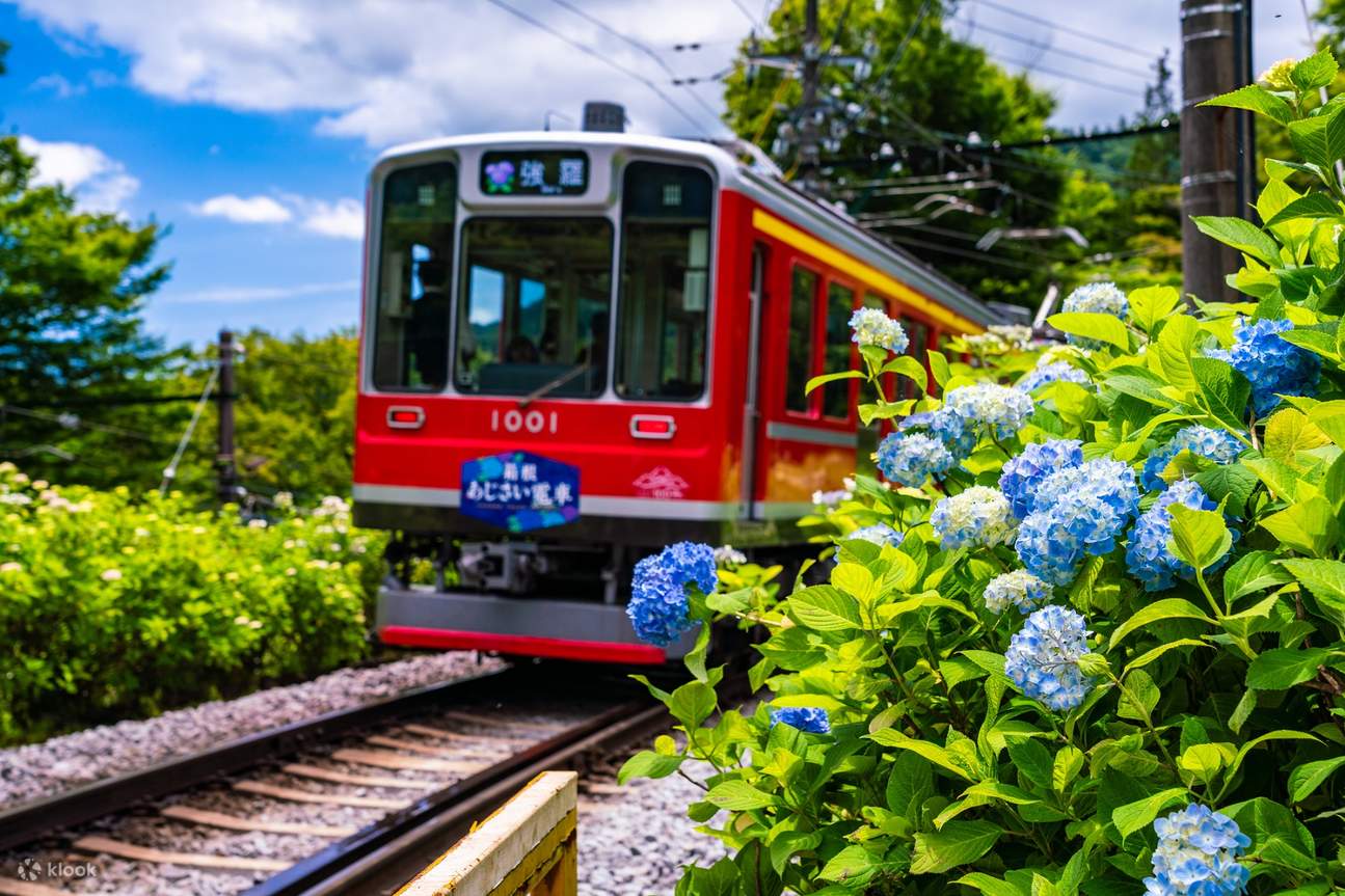 Mishima Sky Bridge Hydrangea Festival, Hakone Hydrangea Tram ...
