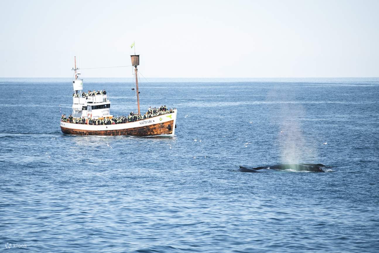 Husavik Whales and Puffins Watching Boat Tour - Klook