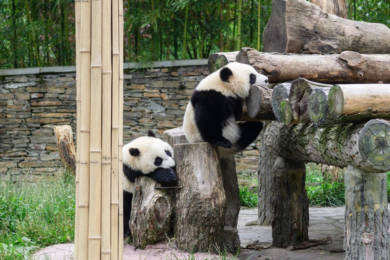 Wolong China Giant Panda Park Shenshuping Base One-day Tour/Charter ...