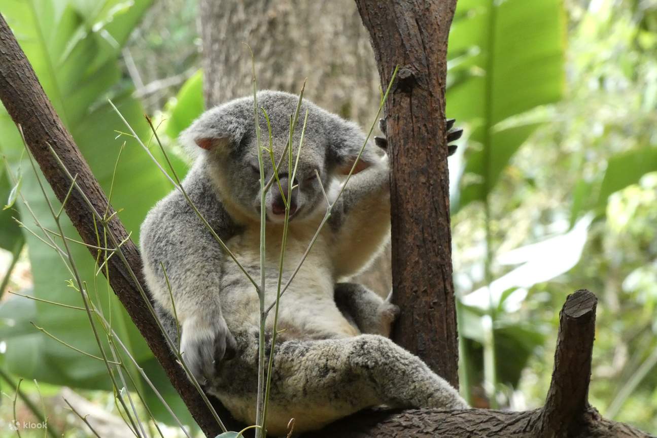 Noosa, Hewan Australia & Pegunungan Glass House dari Brisbane - Klook ...