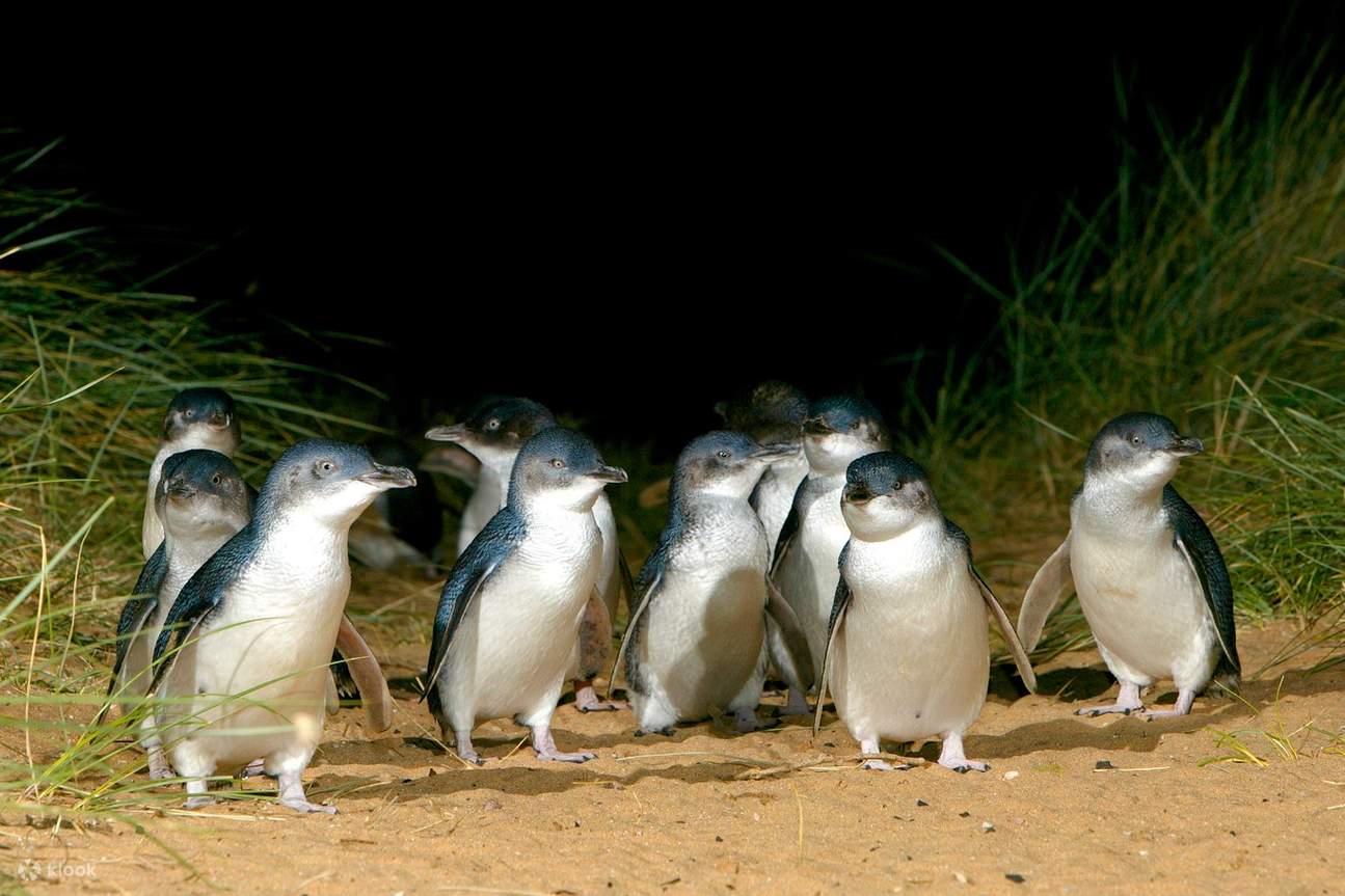 Lawatan Bas Phillip Island Penguin Parade dan Churchill Island Farm ...
