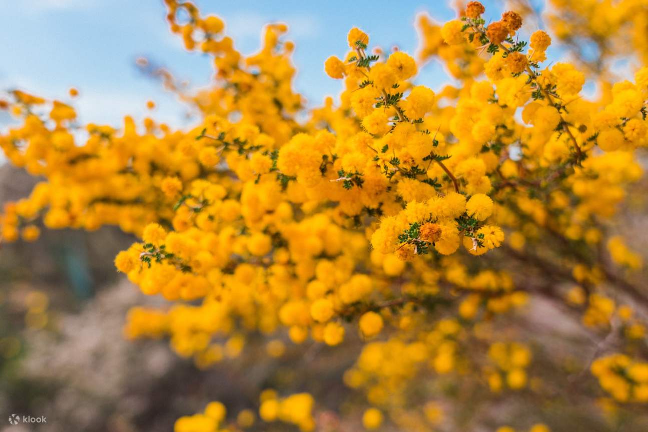 Wildflower Northern and Southern Tour with New Leaf Connect - Klook