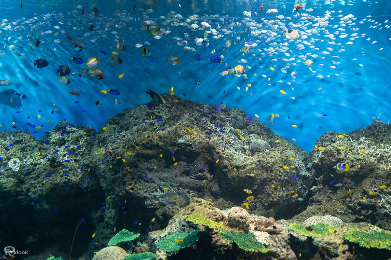 Kashima Shrine, Nakaminato Fish Market, and Oarai Aquarium 1-Day Tour ...