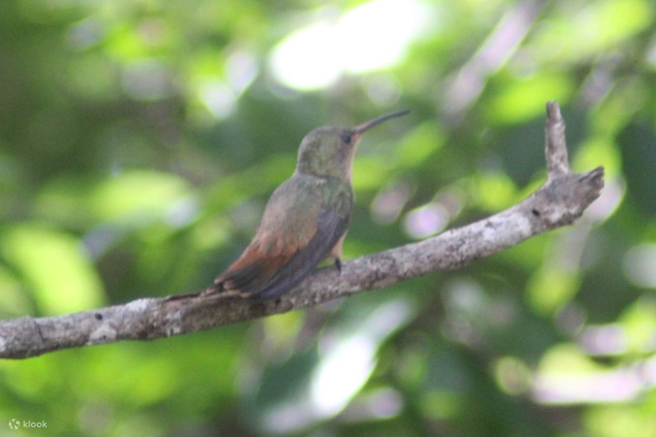 Birdwatching Tour in Cancun Mexico - Klook United States