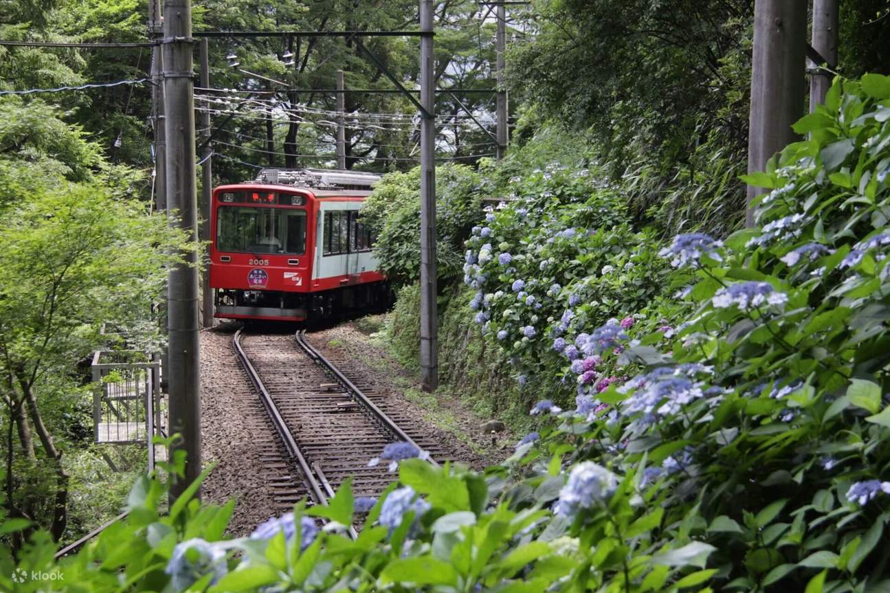Mishima Sky Bridge Hydrangea Festival, Hakone Hydrangea Tram ...