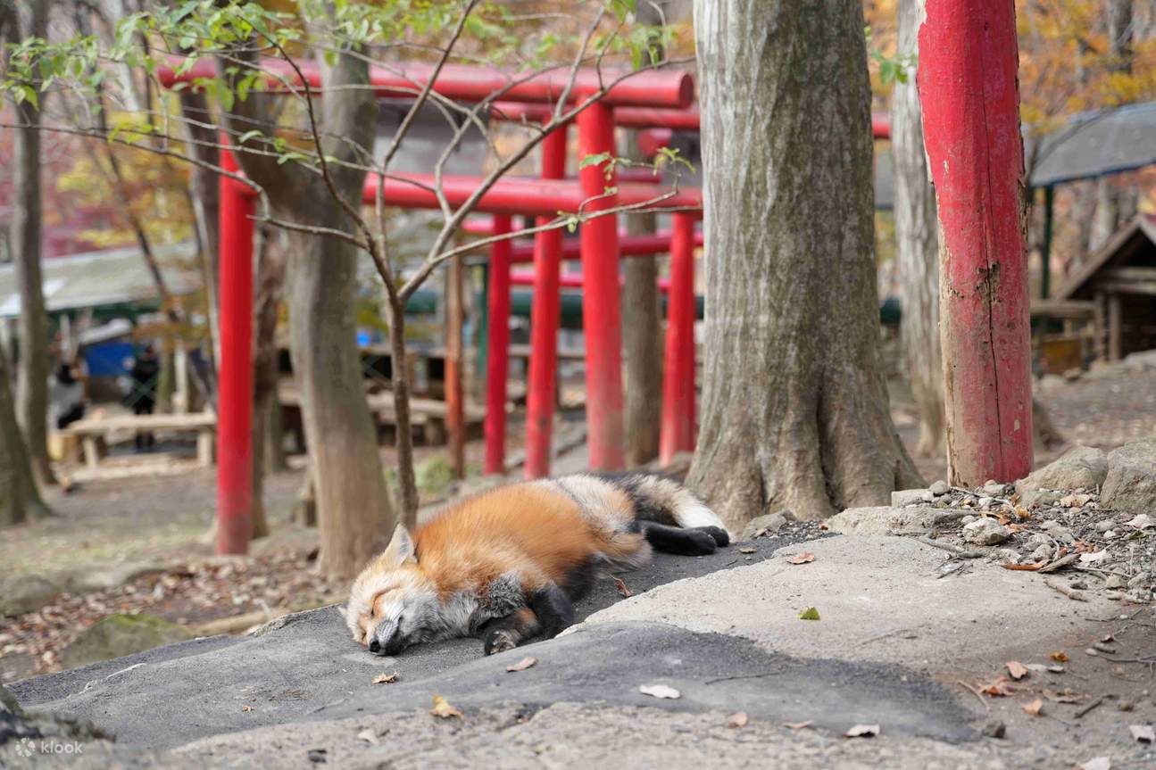 Zao Fox village 1Day Bus Tour with Strawberry picking - Klook United States