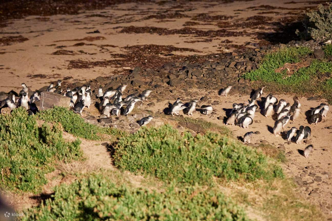 Tur 1 Hari Penguin Parade, Milking Farm & Koala Park (Pemandu Tiongkok ...