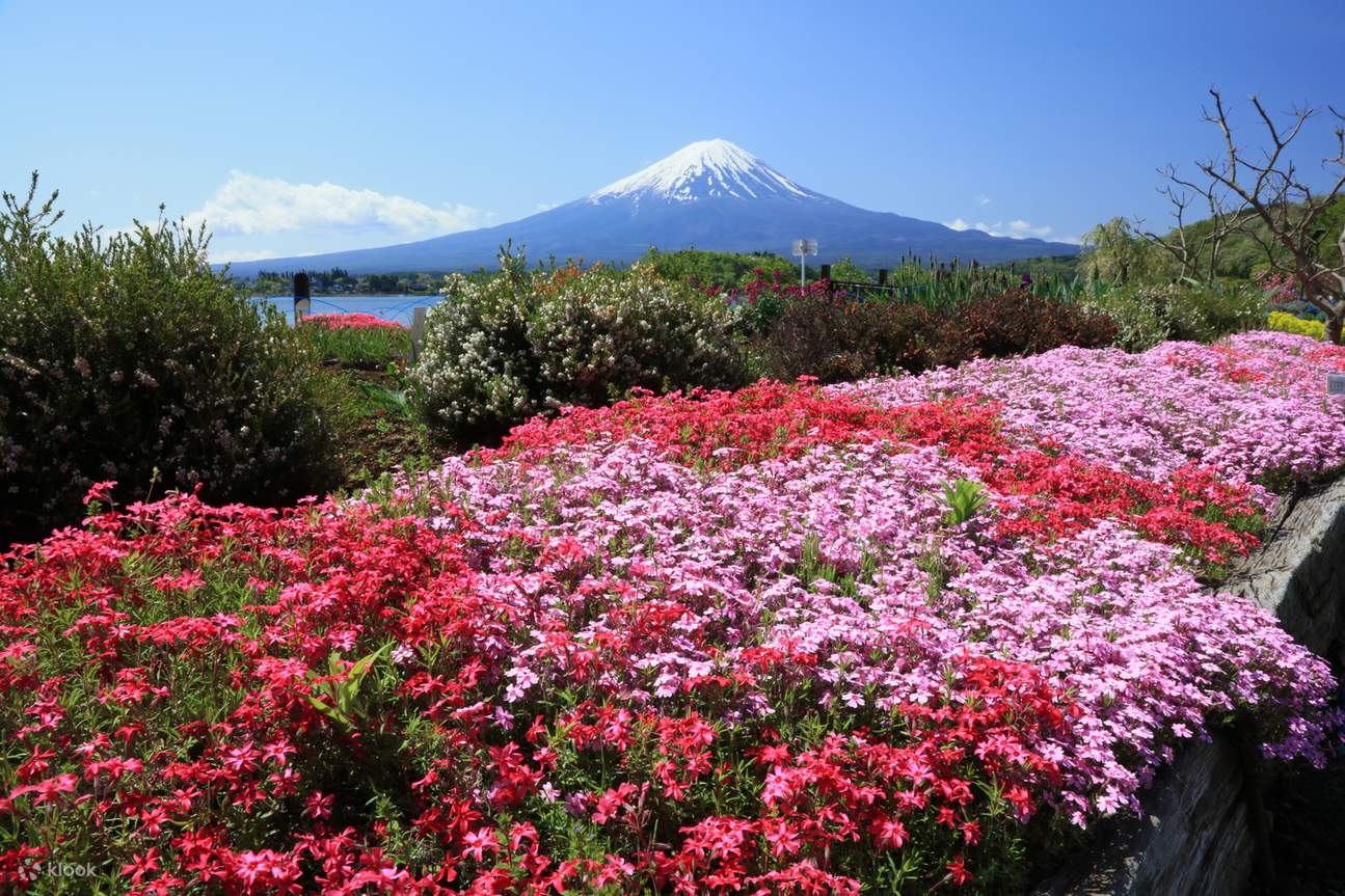 Gita di un giorno al Monte Fuji: Parco Arakurayama Sengen, Oshino ...