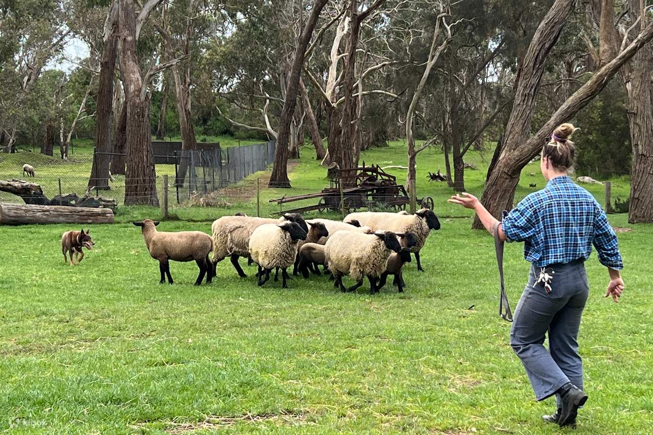 Phillip Island Penguin Parade and Churchill Island Farm Bus Tour ...