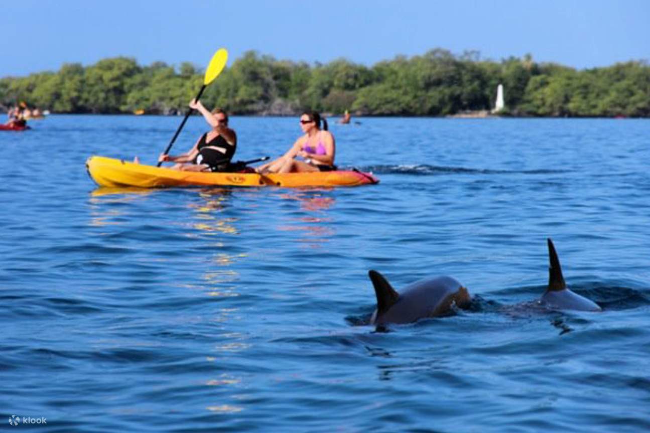 Dolphin & Manatee Kayak or Paddle Board Tour in Titusville - Klook ...