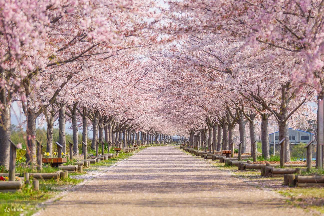 One-day cherry blossom viewing tour of Ono Sakura Corridor, Himeji ...