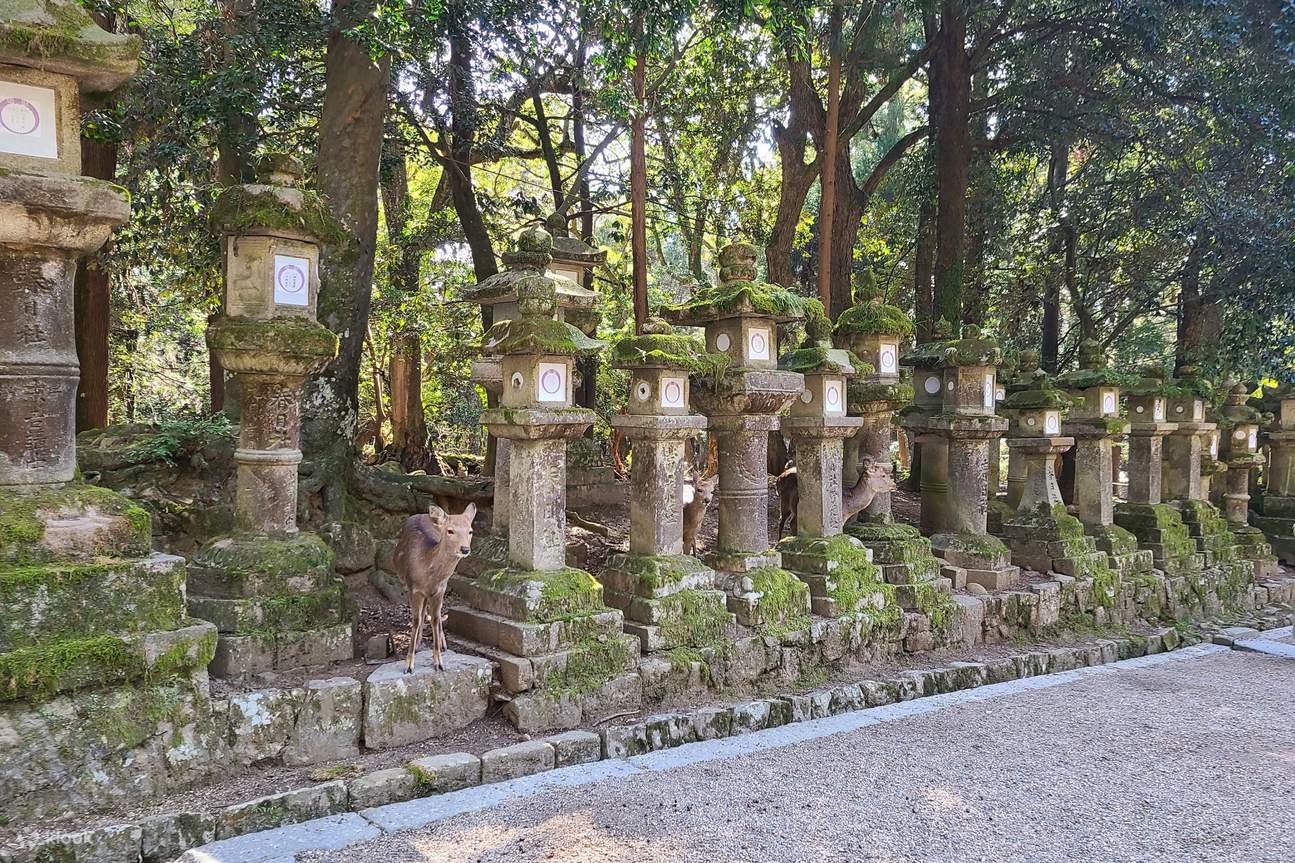 Highlights of Kyoto and Nara Day Tour - Klook Россия