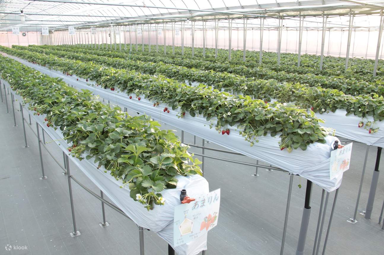 Tokyo, Koedo Kawagoe, Japan's Award-winning Strawberry Picking Day Tour ...