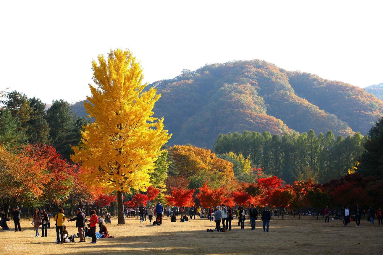 Nami Island & Eobi Ice Valley & Panorama Field & Morning Calm Tour - Klook