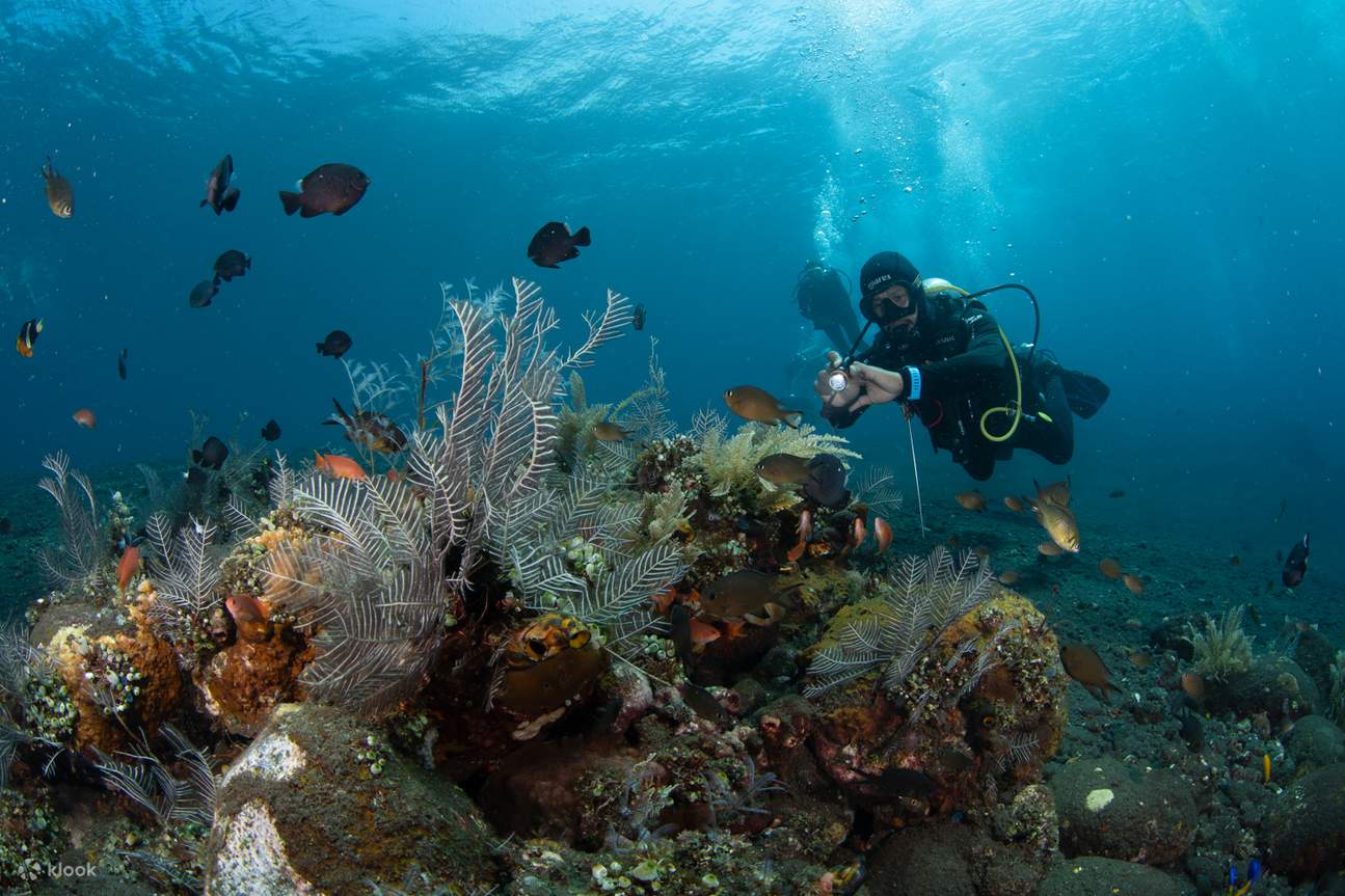 Enjoy a Fun Dive in Bali with PADI 5 Star Dive Resort - Klook