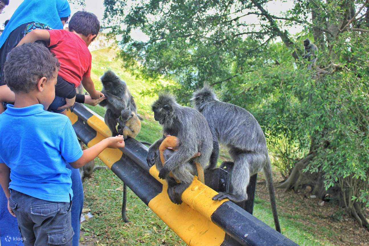 Kuala Selangor Fireflies Tour with Seafood Dinner and Boat Trip - Klook ...