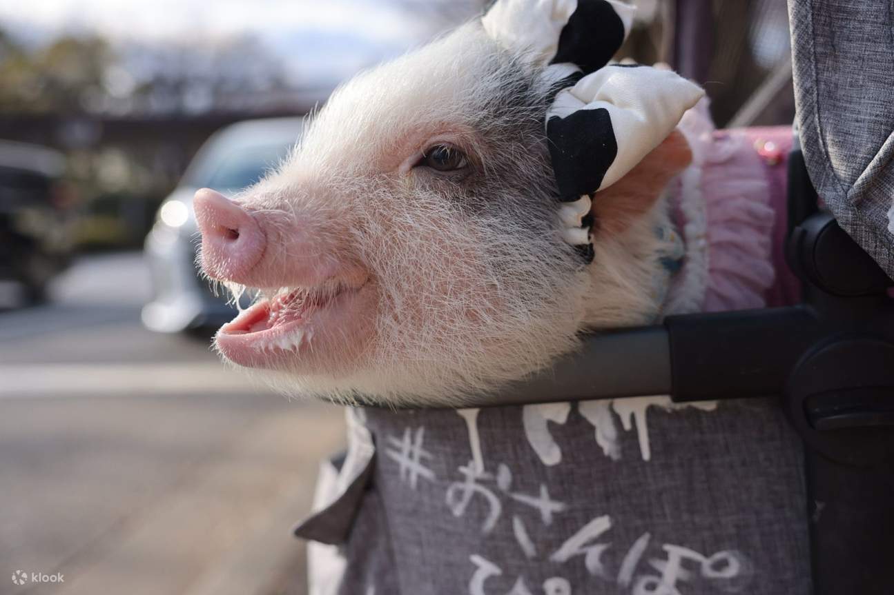 Private micro pig cafe with snack-feeding experience (Tokyo) - Klook ...