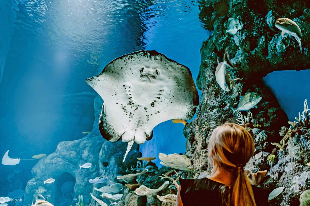 Aquarium by Sunrise Tour - Klook