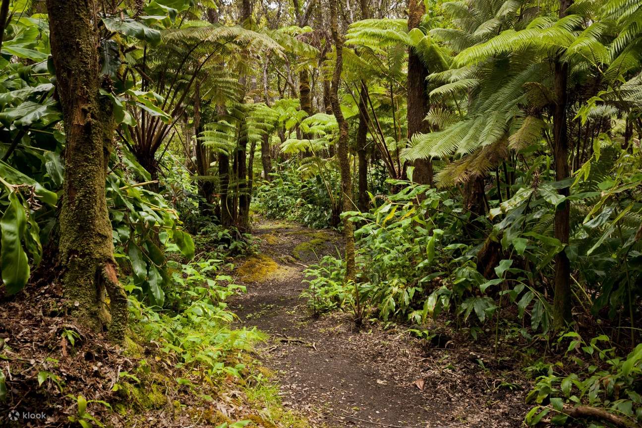 Rainforest Walk and Tree Top Adventure in Coorg, India - Klook Estados ...