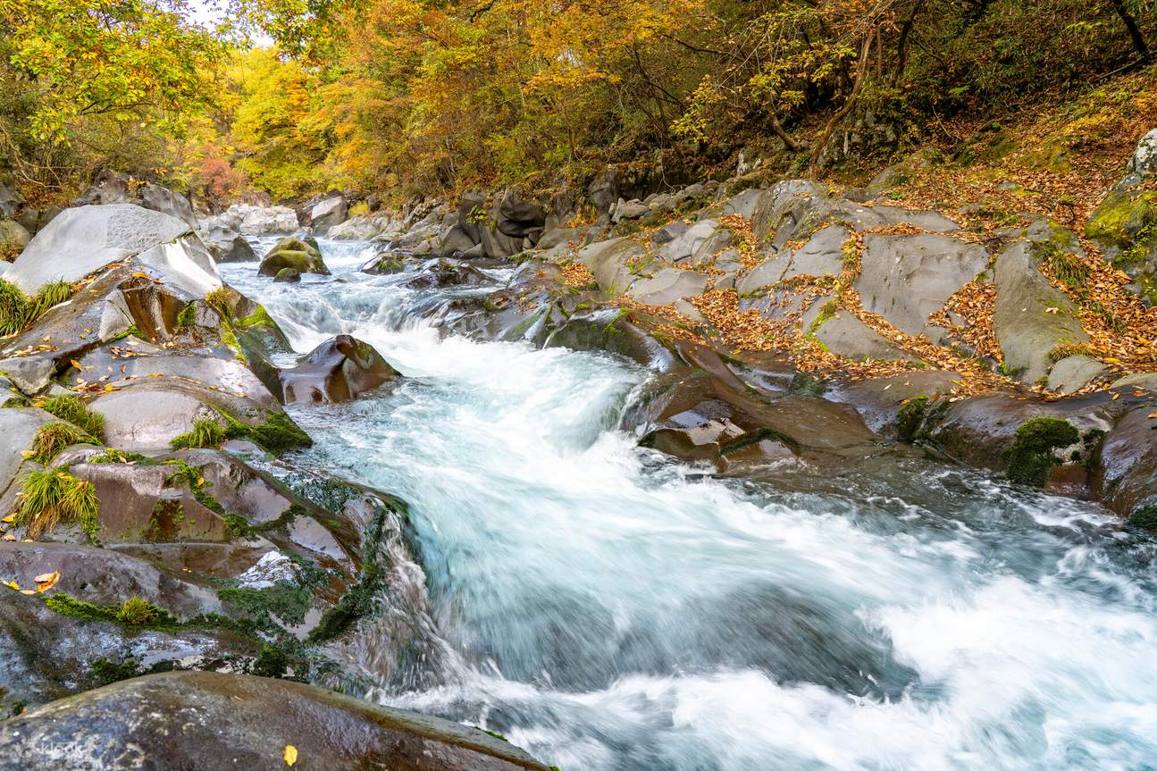 Tur Satu Hari Carpool Sewa Grup Kecil Indah Melihat Maple Kuil Nikko Toshogu (Berangkat dari ...