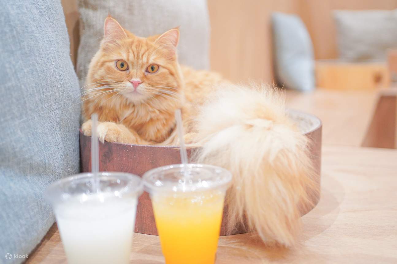 Cat Cafe MOFF Yodobashi Akiba Admission Ticket - Klook Australia