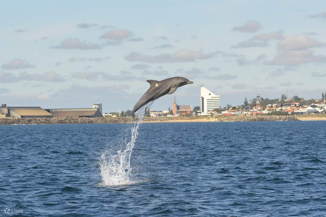 Swim With Wild Dolphins by Dolphin Discovery Centre in Bunbury - Klook ...