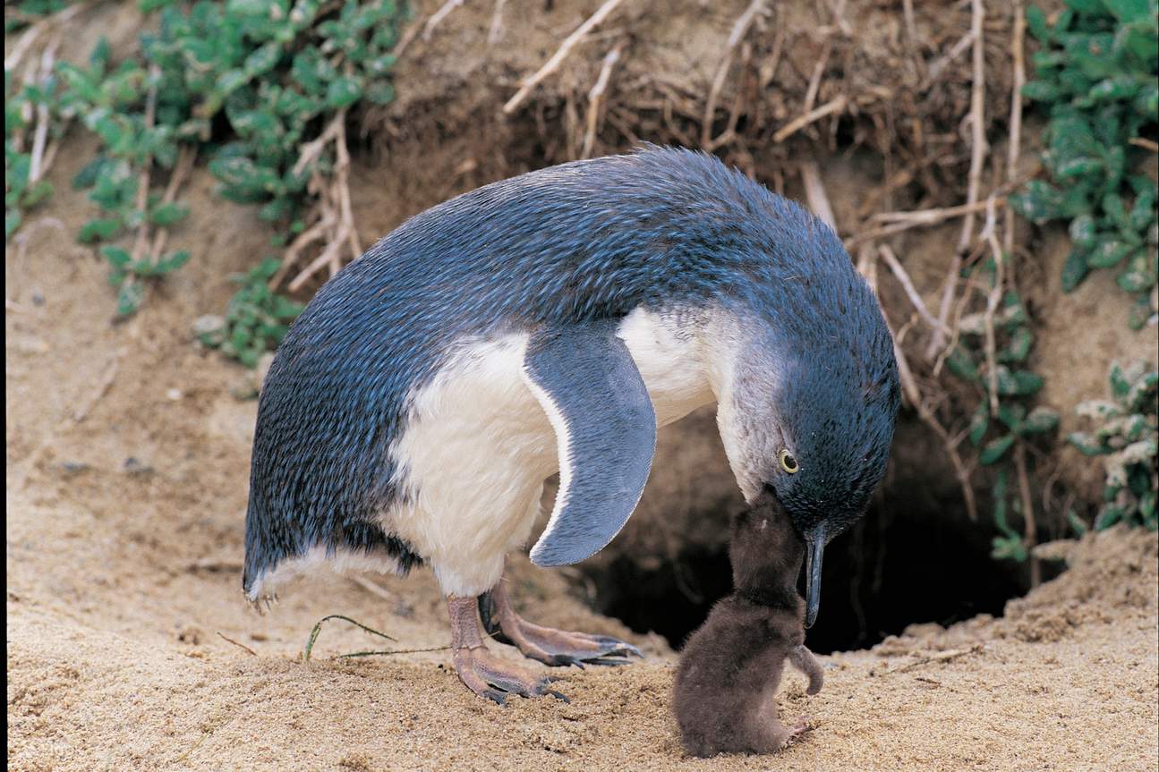 Perarakan Penguin, Taman Haiwan Maru Koala & Kotak Mandi Brighton ...