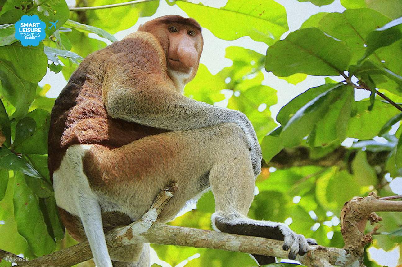 Esplora la natura selvaggia del Borneo con il tour di un giorno al Bako ...