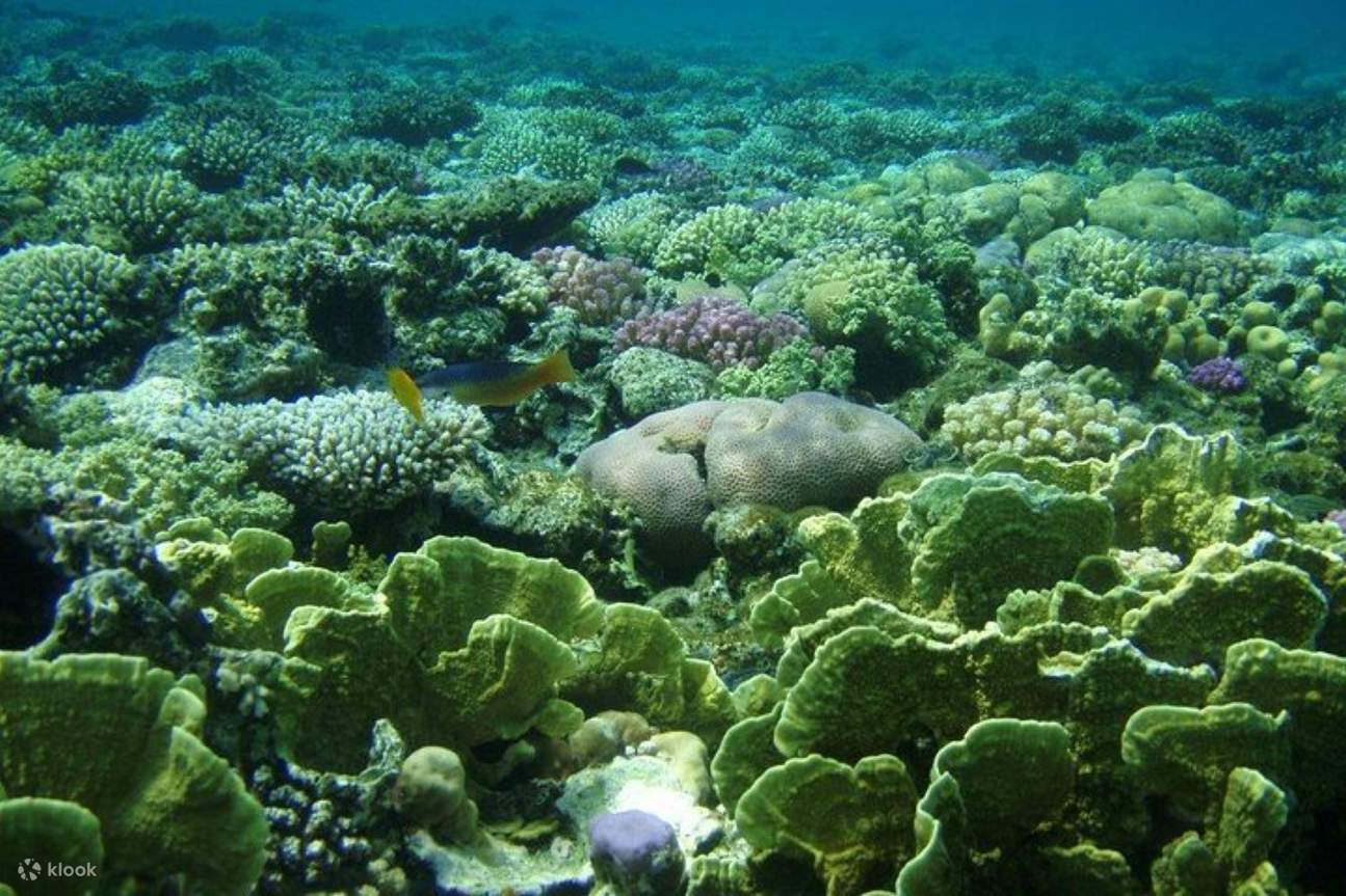 3 Pools Trip by Bus Snorkeling & Dahab City Tour - Sharm El Sheikh ...