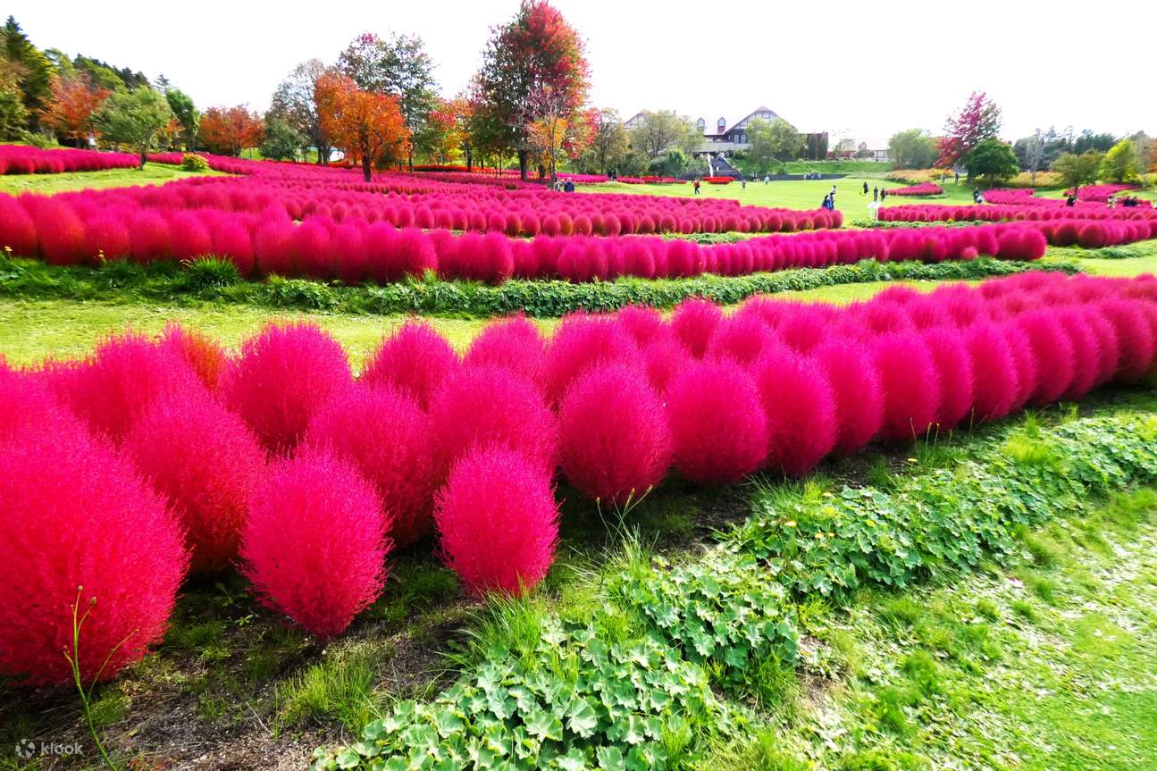 Tur ke Furano Flower Land & Sahoro Bear Mountain dari Sapporo - Klook ...