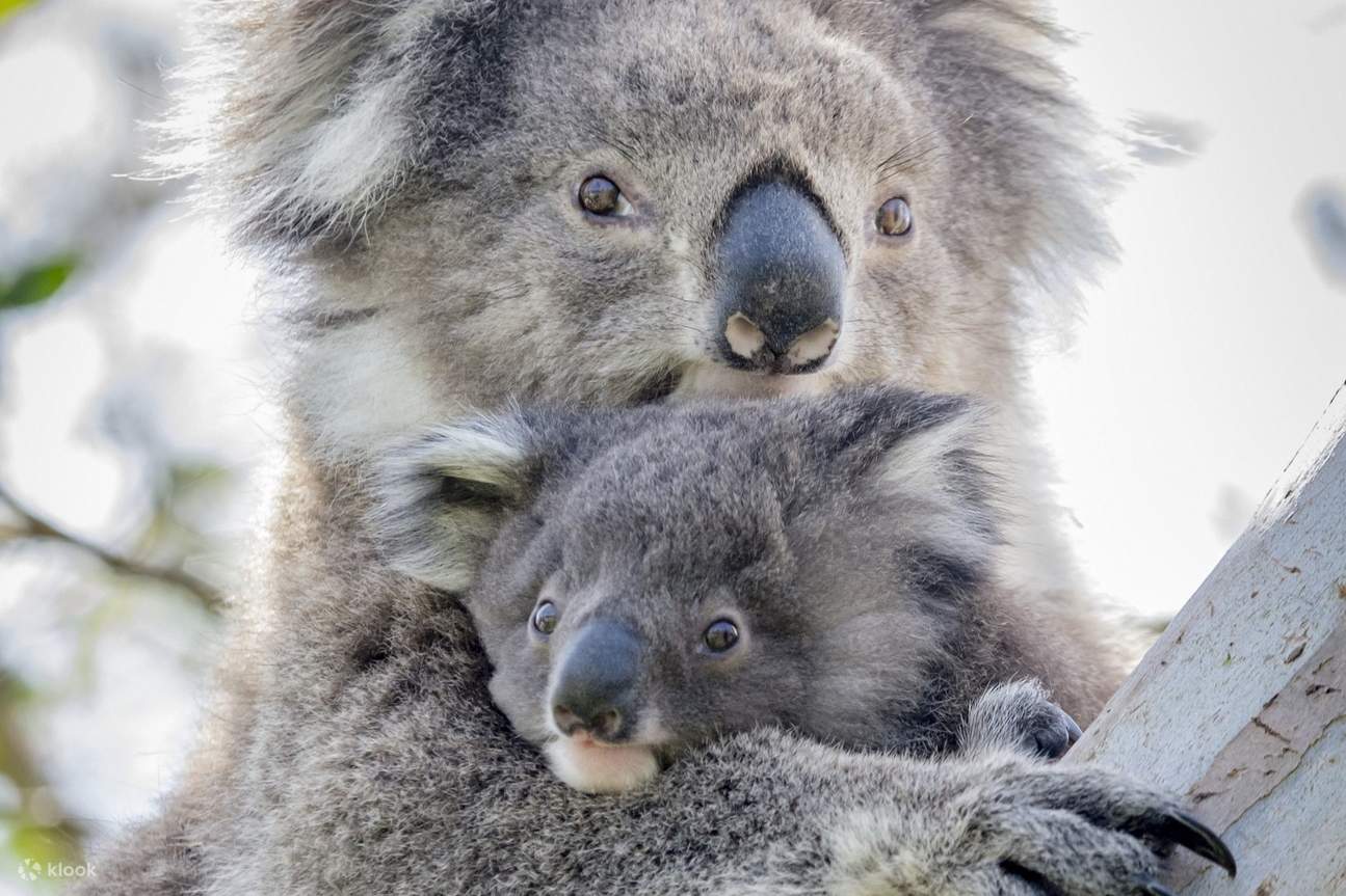 Boutique Great Ocean Road 1-Day Tour in Melbourne - Klook