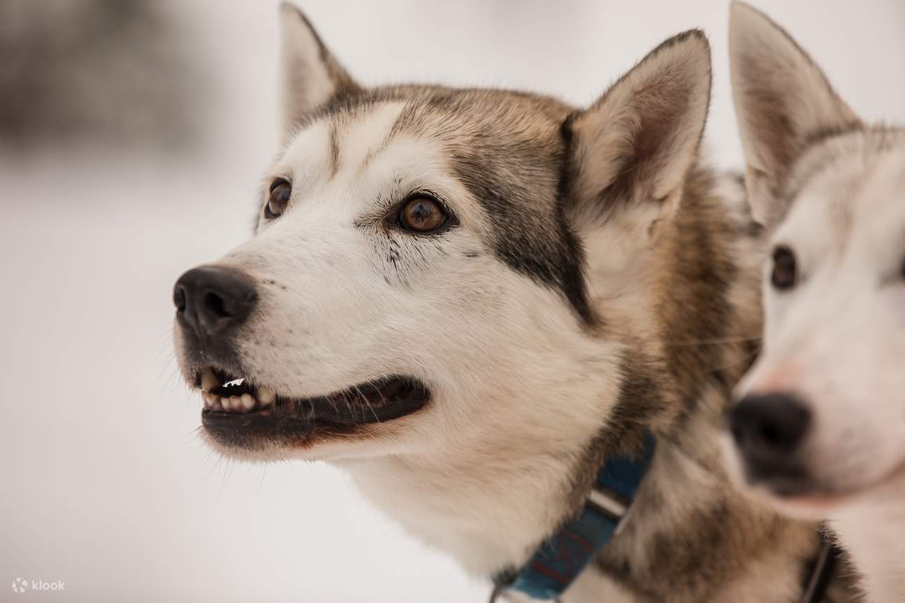 Husky Kennel Visit and Sledding Tour - Klook Singapore