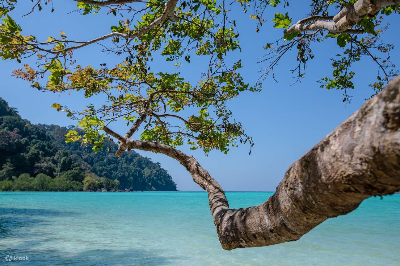 Surin Islands Speedboat Snorkeling Day Trip or Camping Multiple Days ...