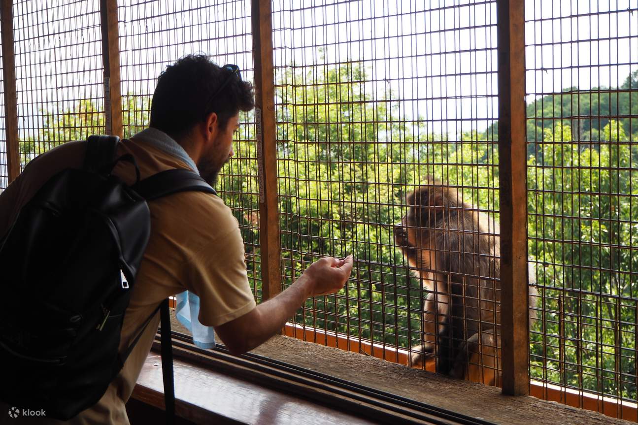 Kyoto City, Western Kyoto & Arashiyama Tour with Matcha Experience ...