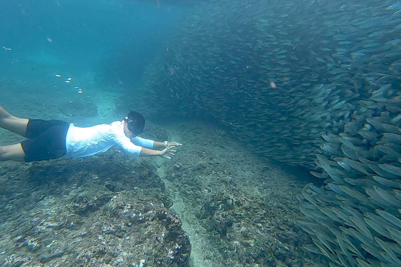 Napaling Sardine Run with Hinagdanan Cave & Pamilacan Island Tour ...