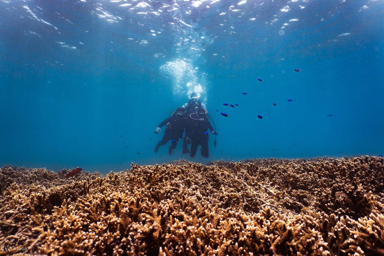 Penghu: Inari Diving Center - Experience Diving / Guided Diving ...