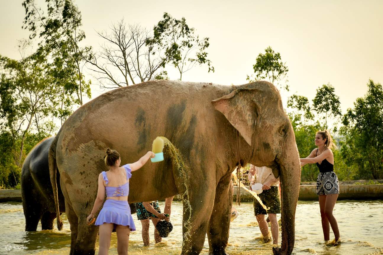 Elephant Jungle Sanctuary Pattaya Experience Klook Singapore