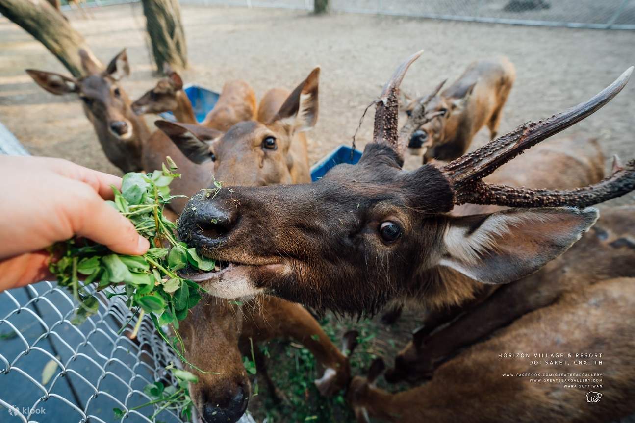 1 Hari Sertai Di Taman Botani Tweechol di Chiang Mai - Klook Amerika ...