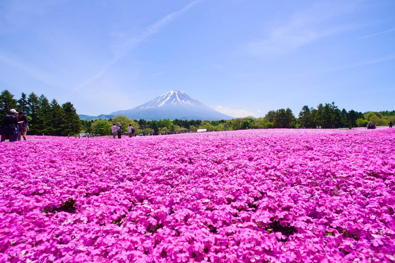 Fuji Shibazakura Festival 2025 Bus Tour from Tokyo - Klook United States