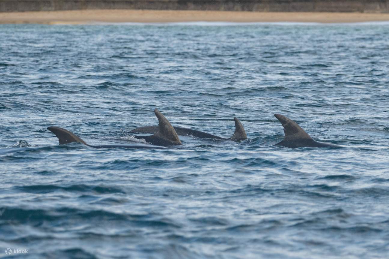 Dolphin and Seal Swim Reef Snorkel Boat Tour from Sorrento - Klook