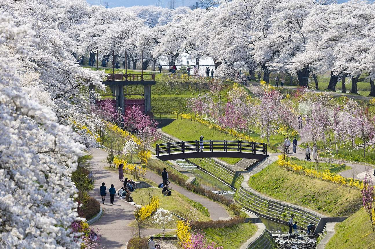 Miyagi Zao Snow Wall, Ichimoku Thousand Cherry Blossoms, and Funaoka ...
