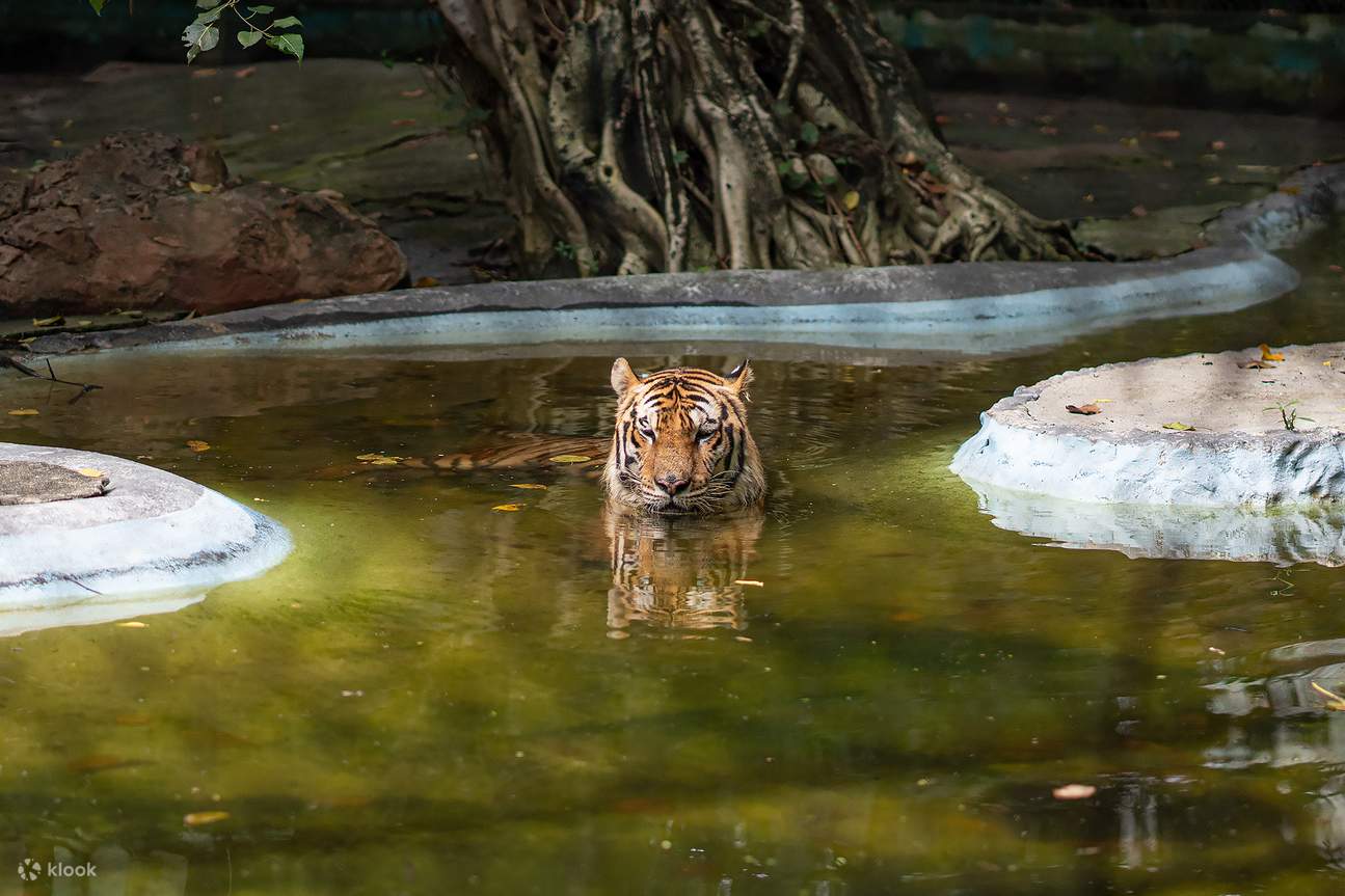 Bangkok Safari World Ticket - Klook
