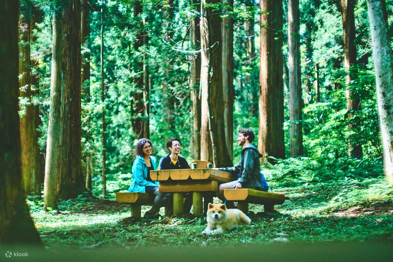 Unleash Adventure: Explore with Akita Dogs | Premier Tours at Akita ...