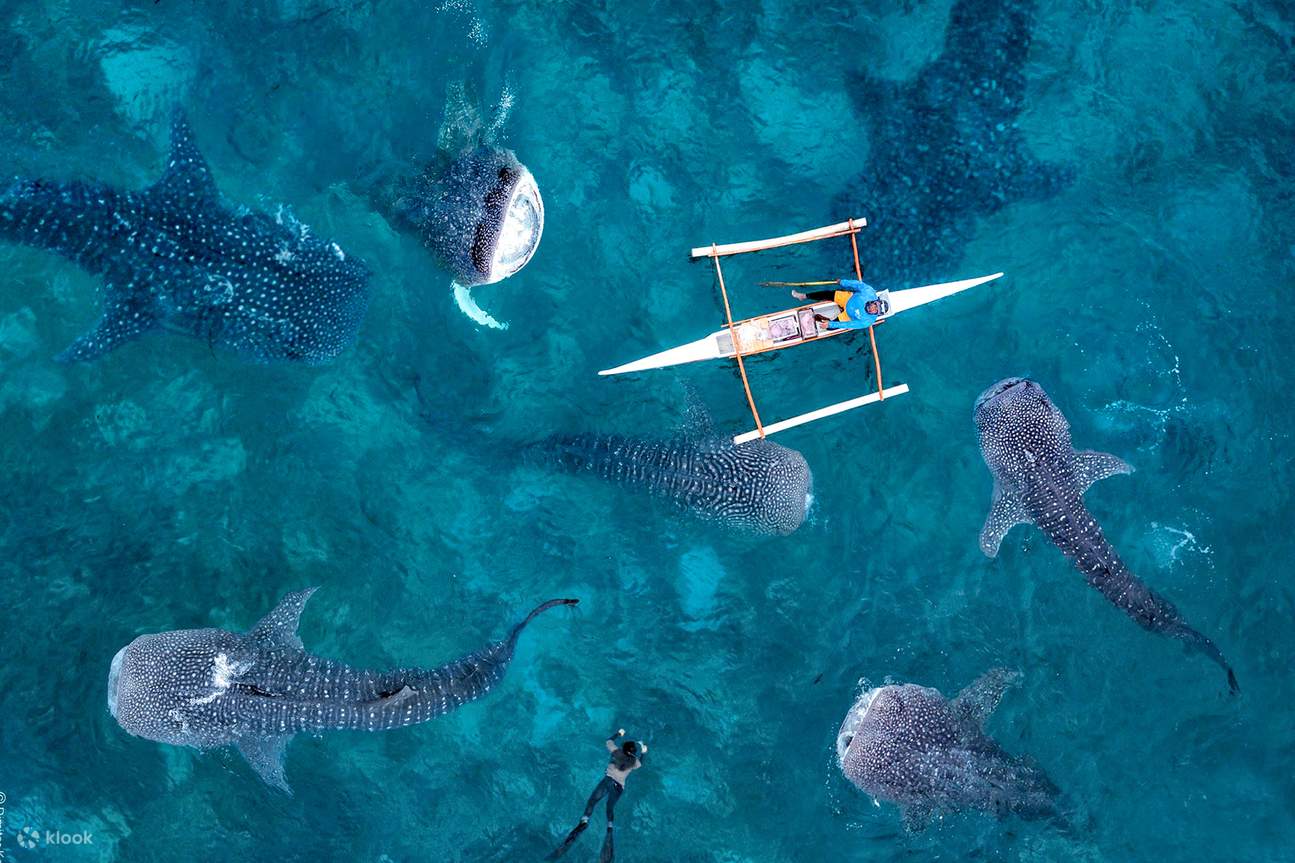 Swim with the Whale Sharks Adventure by Plantation Bay in Cebu - Klook Россия