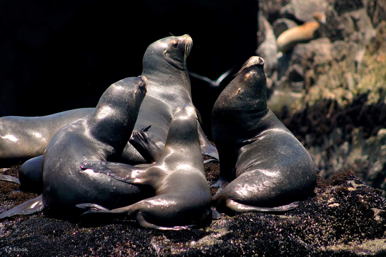Experience Palomino Islands Swimming with Sea Lions from Lima - Klook ...